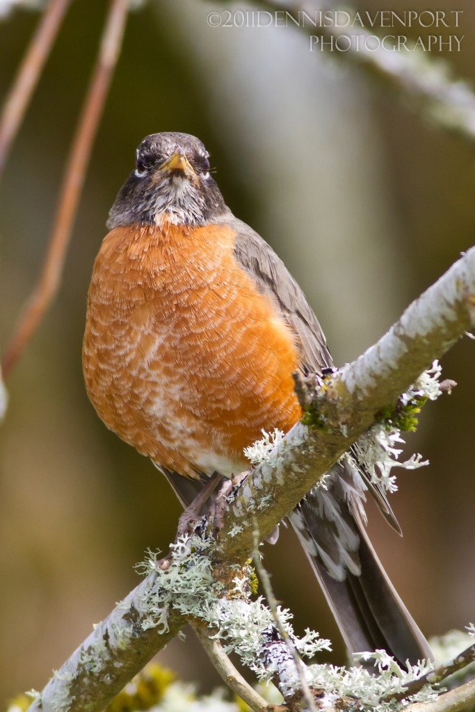 May 17, 2011 – Tue. – Ridgefield NWR – Part Three ...