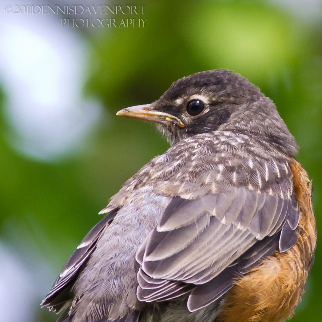 May 17, 2011 – Tue. – Ridgefield NWR – Part Three ...