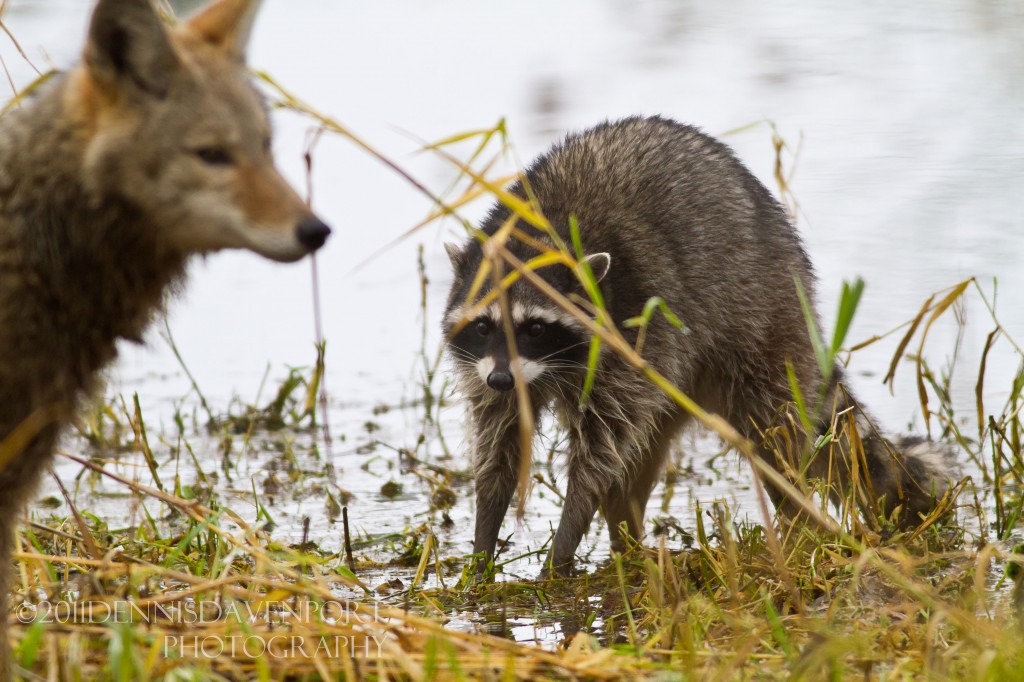 Raccoon vs. Coyote: Ridgefield NWR, Dec. 16, 2011 ...