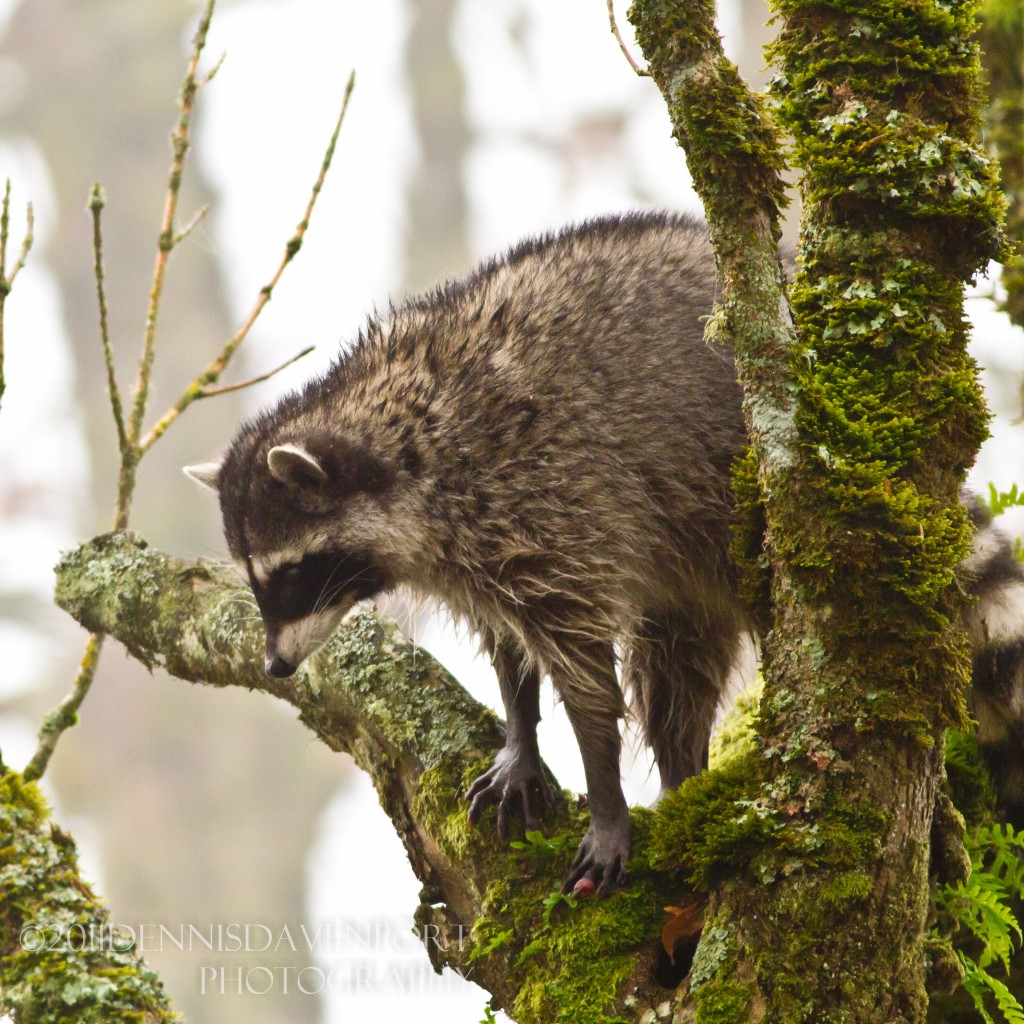 Raccoon vs. Coyote: Ridgefield NWR, Dec. 16, 2011 ...