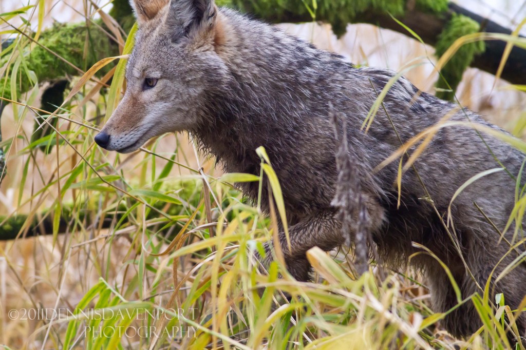 Raccoon vs. Coyote: Ridgefield NWR, Dec. 16, 2011 ...
