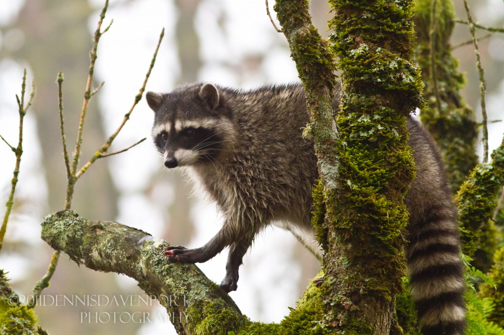 Raccoon vs. Coyote: Ridgefield NWR, Dec. 16, 2011 ...