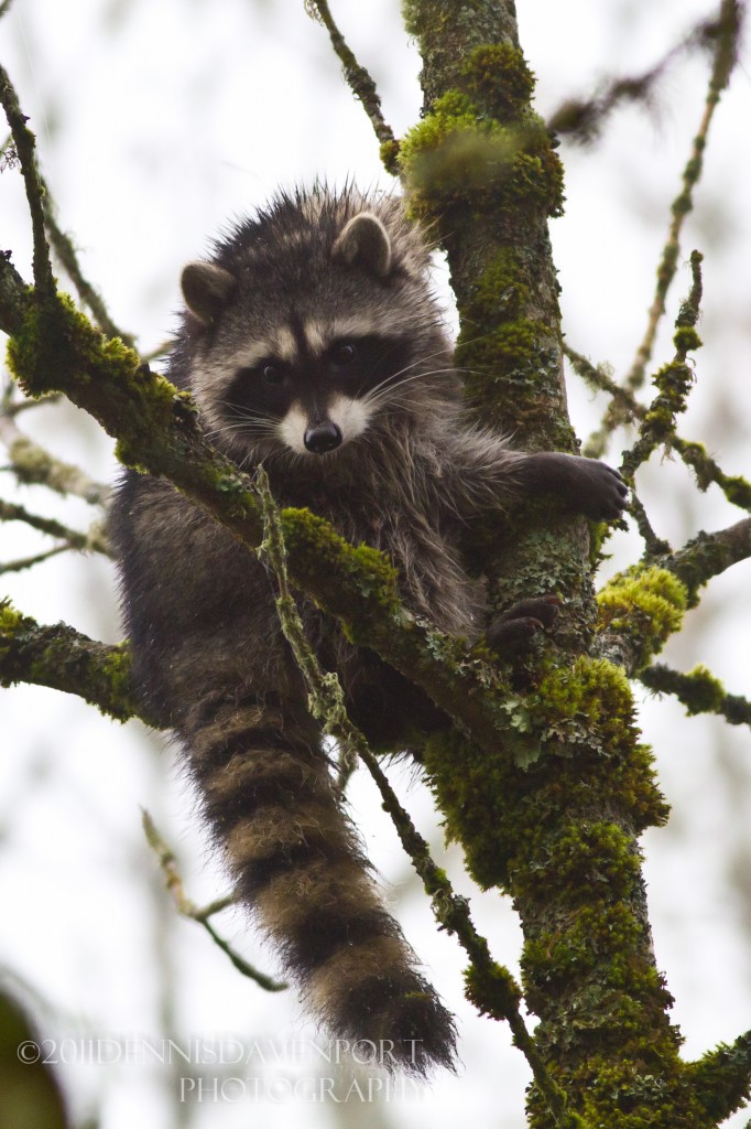 Raccoon vs. Coyote: Ridgefield NWR, Dec. 16, 2011 ...