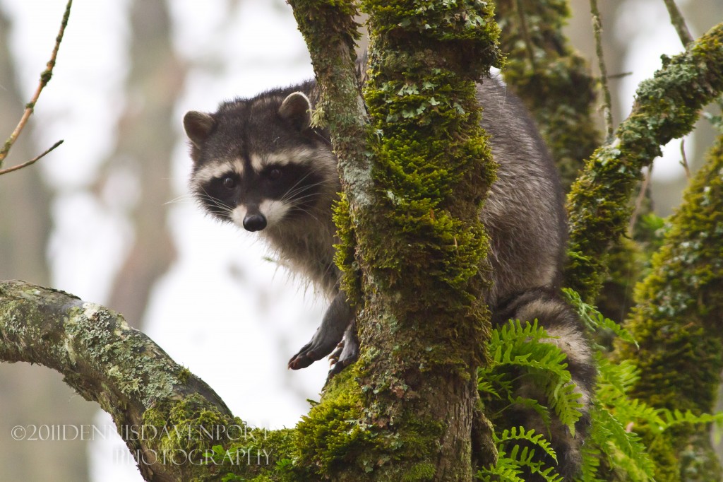 Raccoon vs. Coyote: Ridgefield NWR, Dec. 16, 2011 ...
