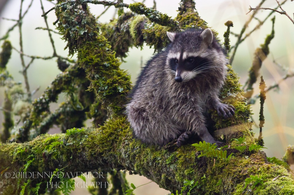 Raccoon vs. Coyote: Ridgefield NWR, Dec. 16, 2011 ...