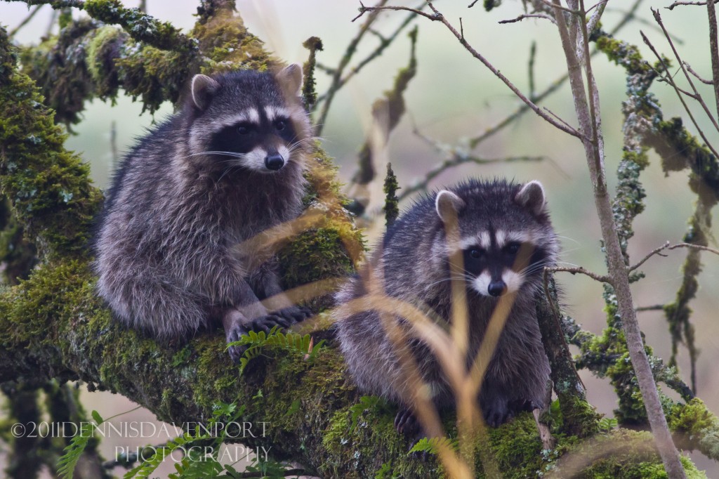 Raccoon vs. Coyote: Ridgefield NWR, Dec. 16, 2011 ...