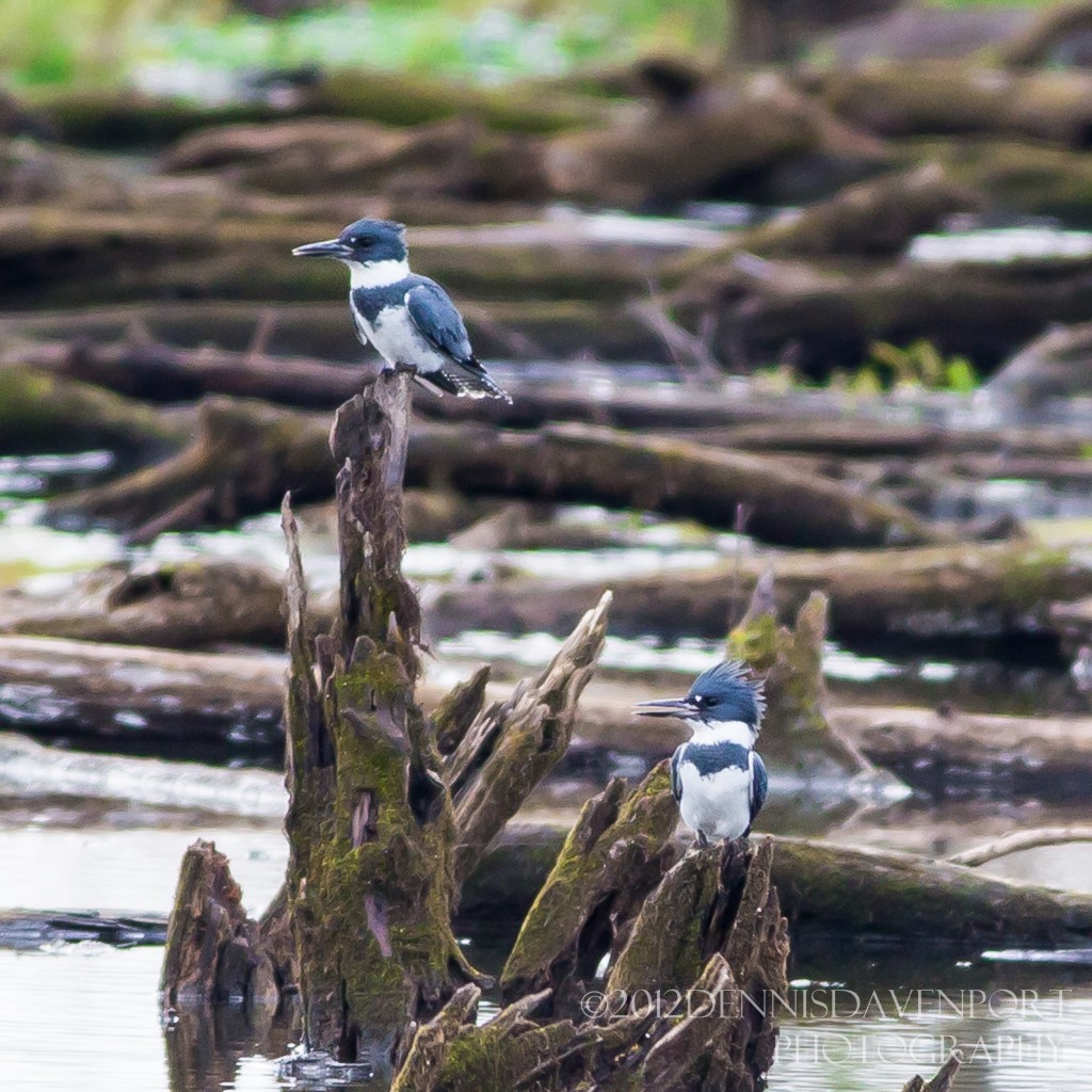 Nov. 2, 2012 – Ridgefield NWR – 33 Photos & 1 Video with Canon 5D Mark ...