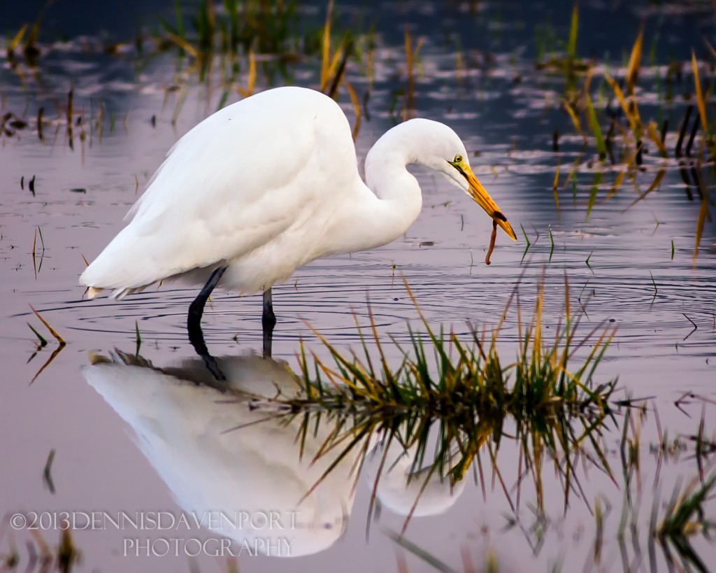 Dec. 27, 2012 – Ridgefield NWR – 15 Photos & 1 Video ...