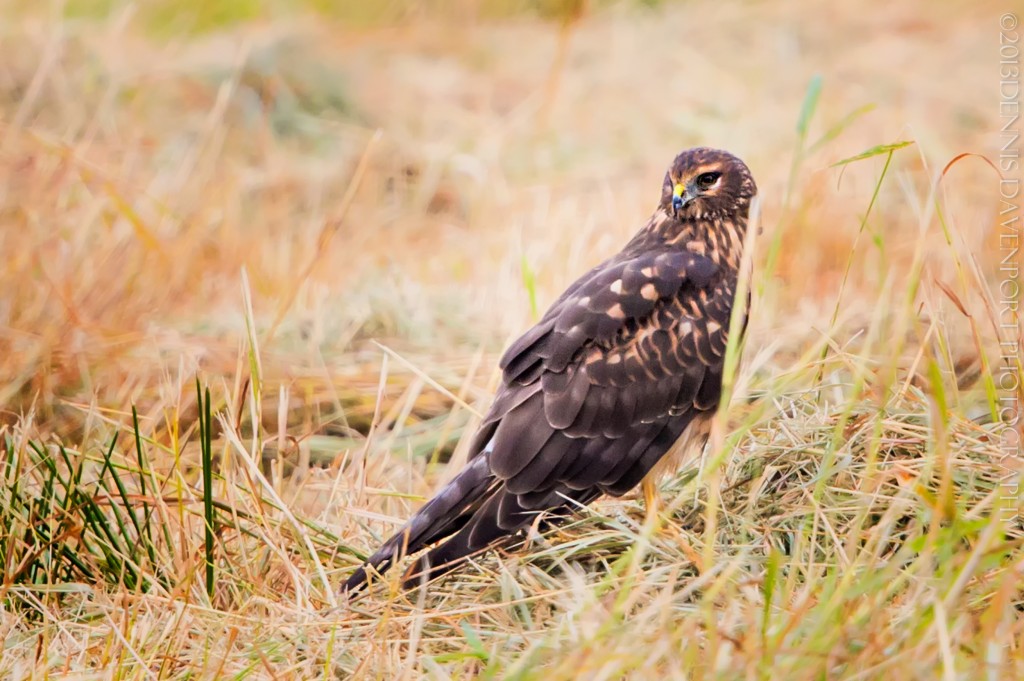 Aug. 23, 2013 – Ridgefield NWR – 29 New Photos with Canon 500 ...