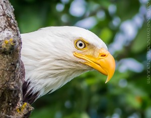 Eagle-Eye 2 – dennisdavenportphotography.com