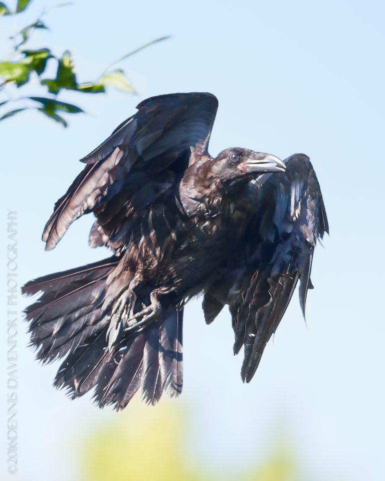 Raven Take Off – dennisdavenportphotography.com