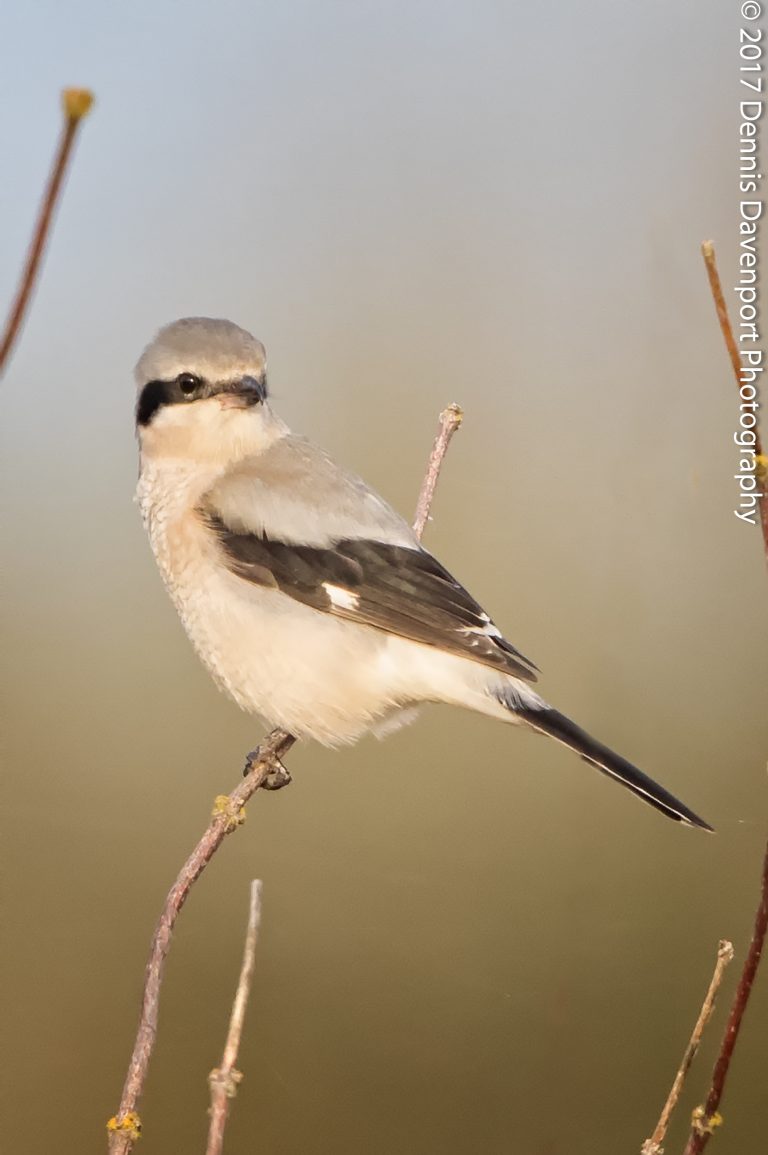 Northern Shrike – dennisdavenportphotography.com