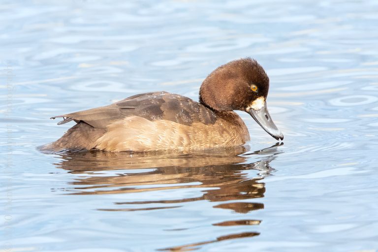 Ducks, Grebes, Cormorants, Swans, etc. – dennisdavenportphotography.com